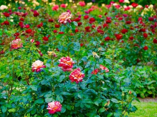 40+ Amazing Rose Pictures To Inspire You