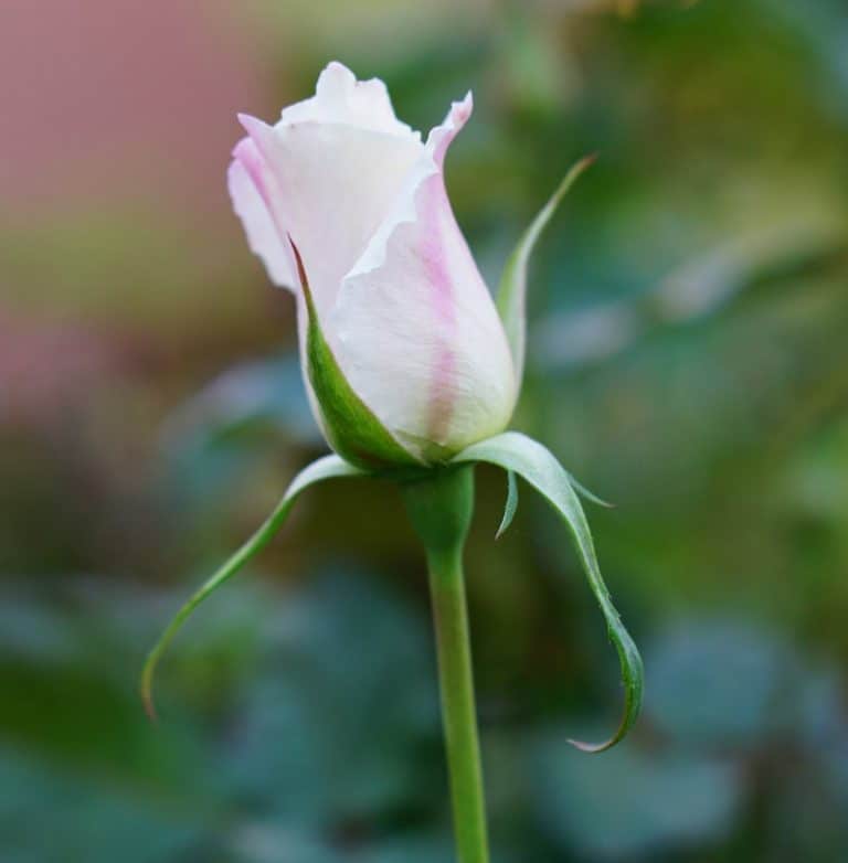 40+ Amazing Rose Pictures To Inspire You