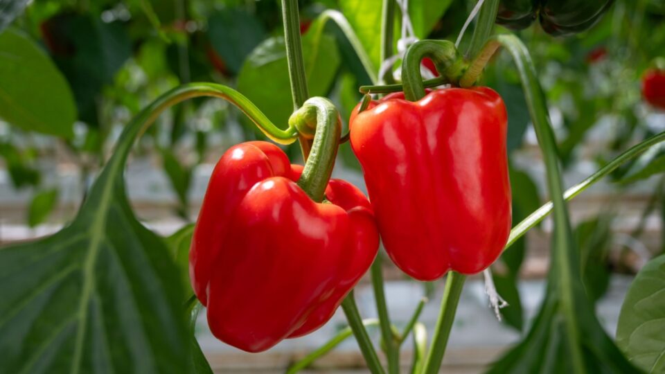 13 Vegetables That Thrive In Raised Garden Beds