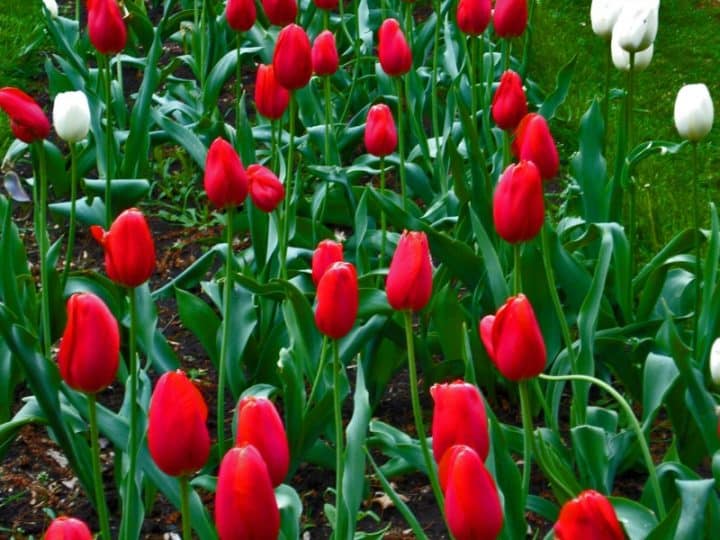 Beautiful Red Flowers For Every Season
