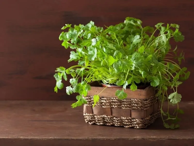 Easy DIY Patio Herb Garden [step By Step With Pictures]