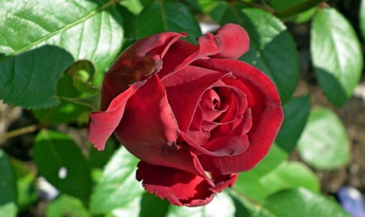 Beautiful Red Flowers For Every Season