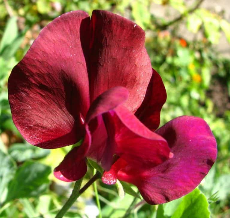 Beautiful Red Flowers For Every Season
