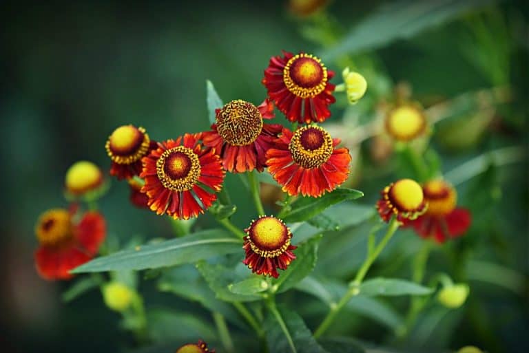 Beautiful Red Flowers For Every Season
