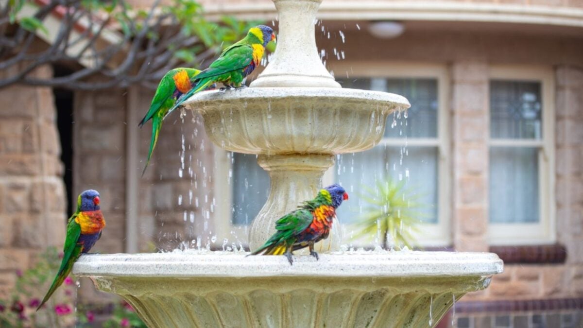 A Bird Lover’s Guide To Beautiful Functional Bird Baths