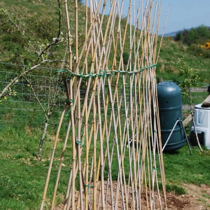 How To Grow Runner Beans For A Rich Harvest