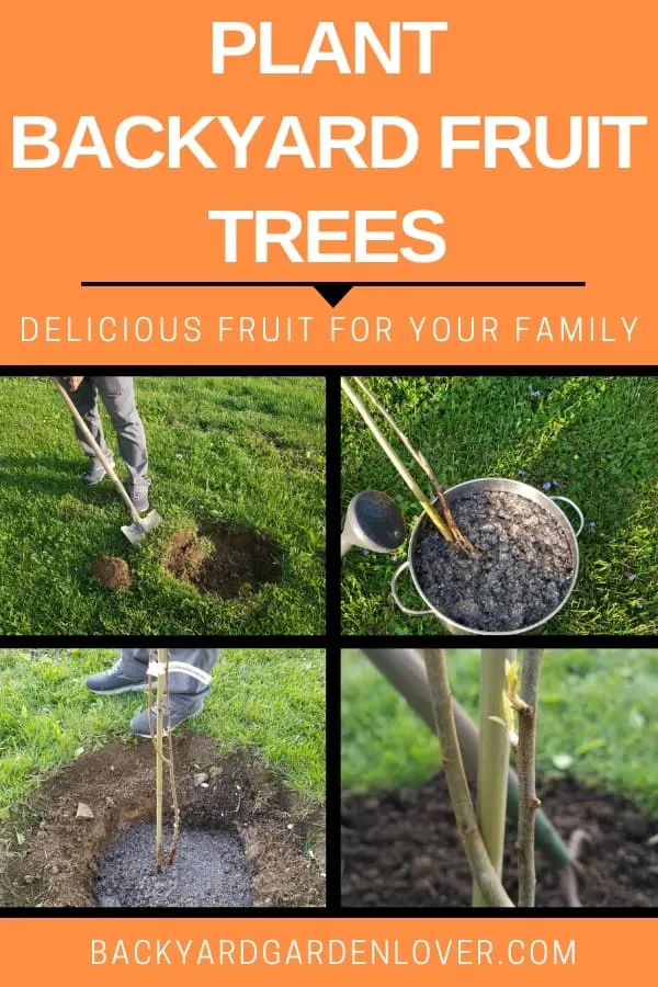 Planting One Of My Favorite Backyard Fruit Trees