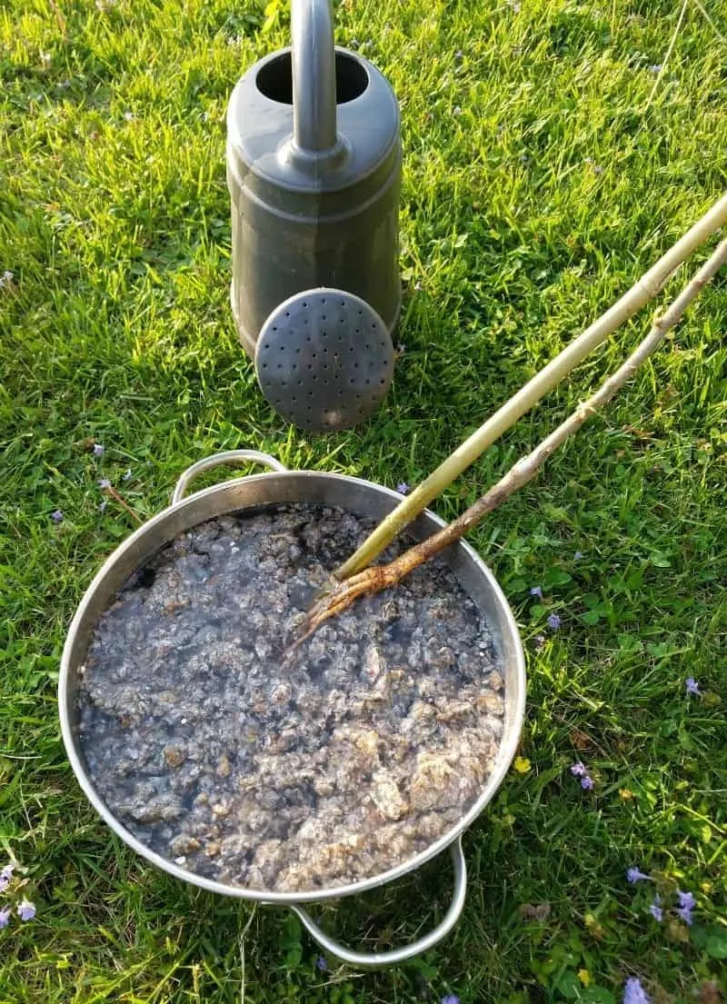 Planting One Of My Favorite Backyard Fruit Trees