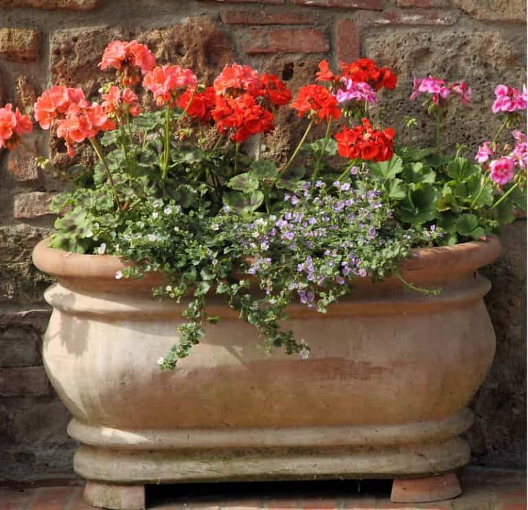 Oval Planters You'll LOVE In Your Garden