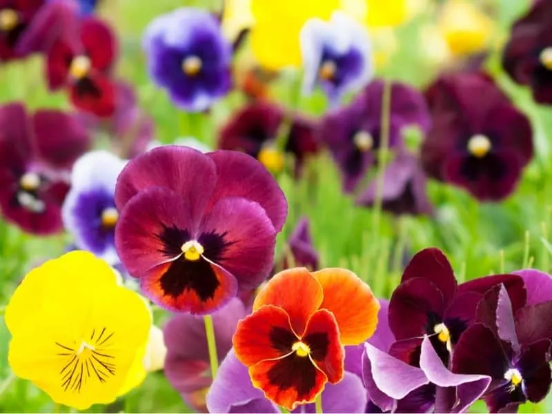 5 Favorite Plants For Fall Gardens