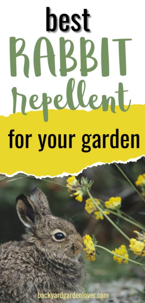 What Is The Best Rabbit Repellent For My Garden?