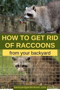 How To Get Rid Of Raccoons From Your Backyard