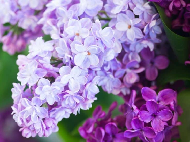 Different Types Of Flowers [With Pictures]