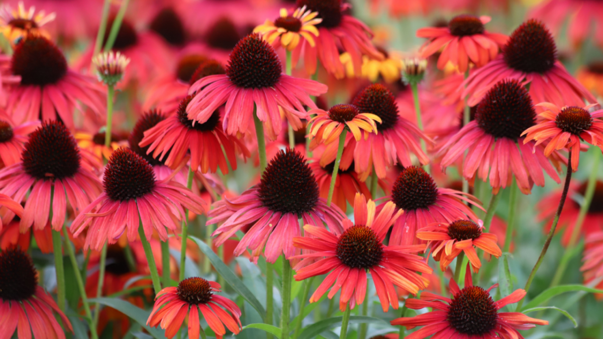 Want More Hummingbirds? Plant These Stunning Red Flowers