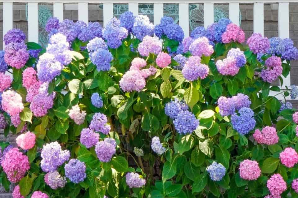 How To Change Hydrangea Colors - Easy Tweak To Get Pink, Blue & Purple ...