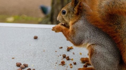 Best Food For Squirrels - 5 Yummy Treats They'll Love