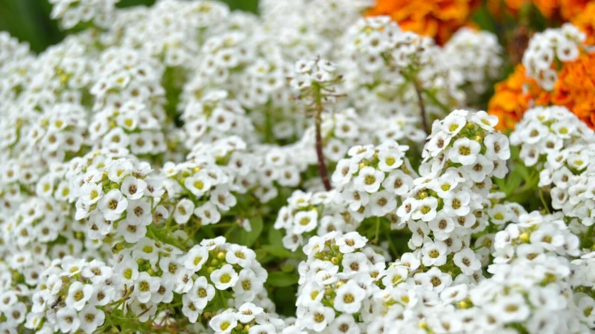 8 Easy Flowers To Grow From Seed (And Tricks That Make Them Bloom All ...