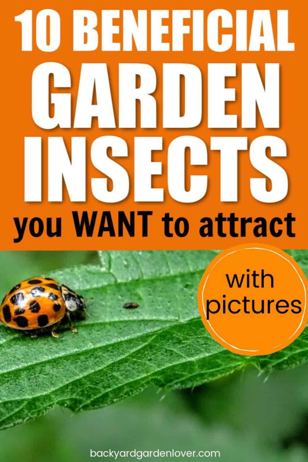 10 Beneficial Garden Insects (With Images)