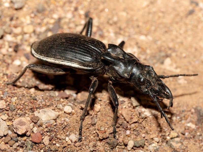 10 Beneficial Garden Insects (With Images)