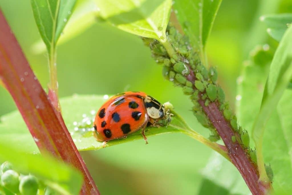 10 Beneficial Garden Insects (With Images)