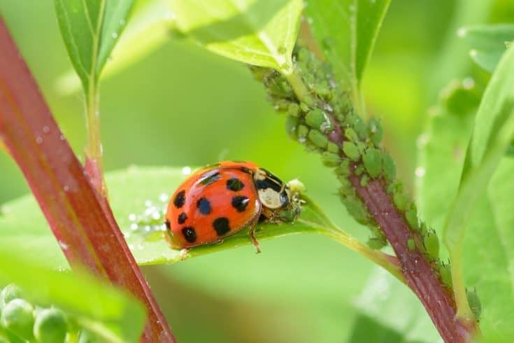 10 Beneficial Garden Insects (With Images)