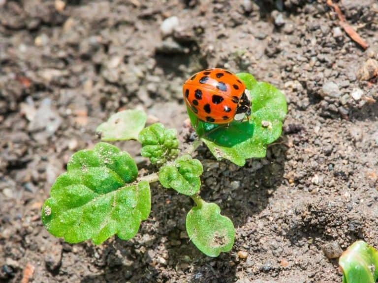 10 Beneficial Garden Insects (With Images)
