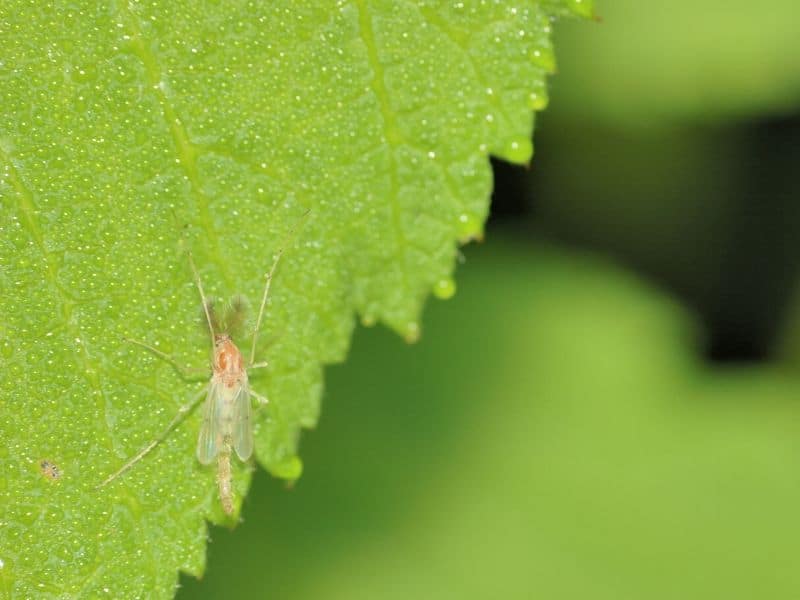 10 Beneficial Garden Insects (With Images)