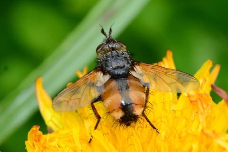 10 Beneficial Garden Insects (With Images)