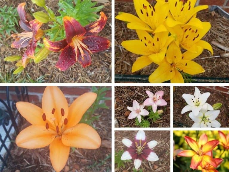 Asiatic Lilies Growing Guide {With Lots Of Gorgeous Lily Pictures}