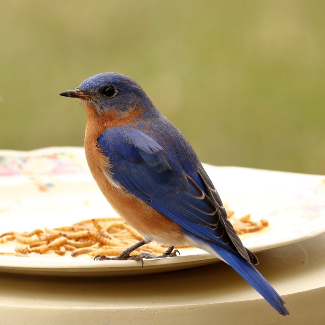 The 5 Best Bluebird Feeders That Actually Work