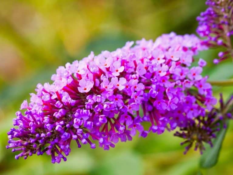 Pink Flowering Shrubs For Any Garden