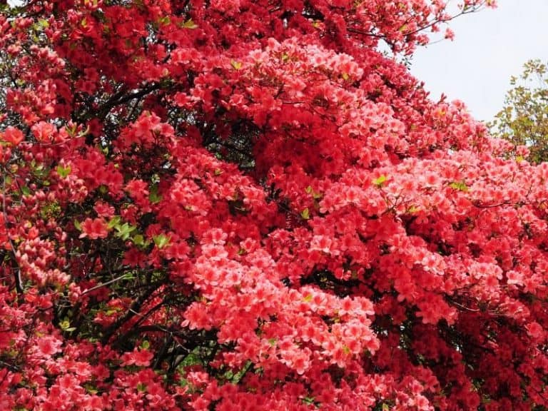 Beautiful Red Flowering Shrubs That Make Your Landscape Pop