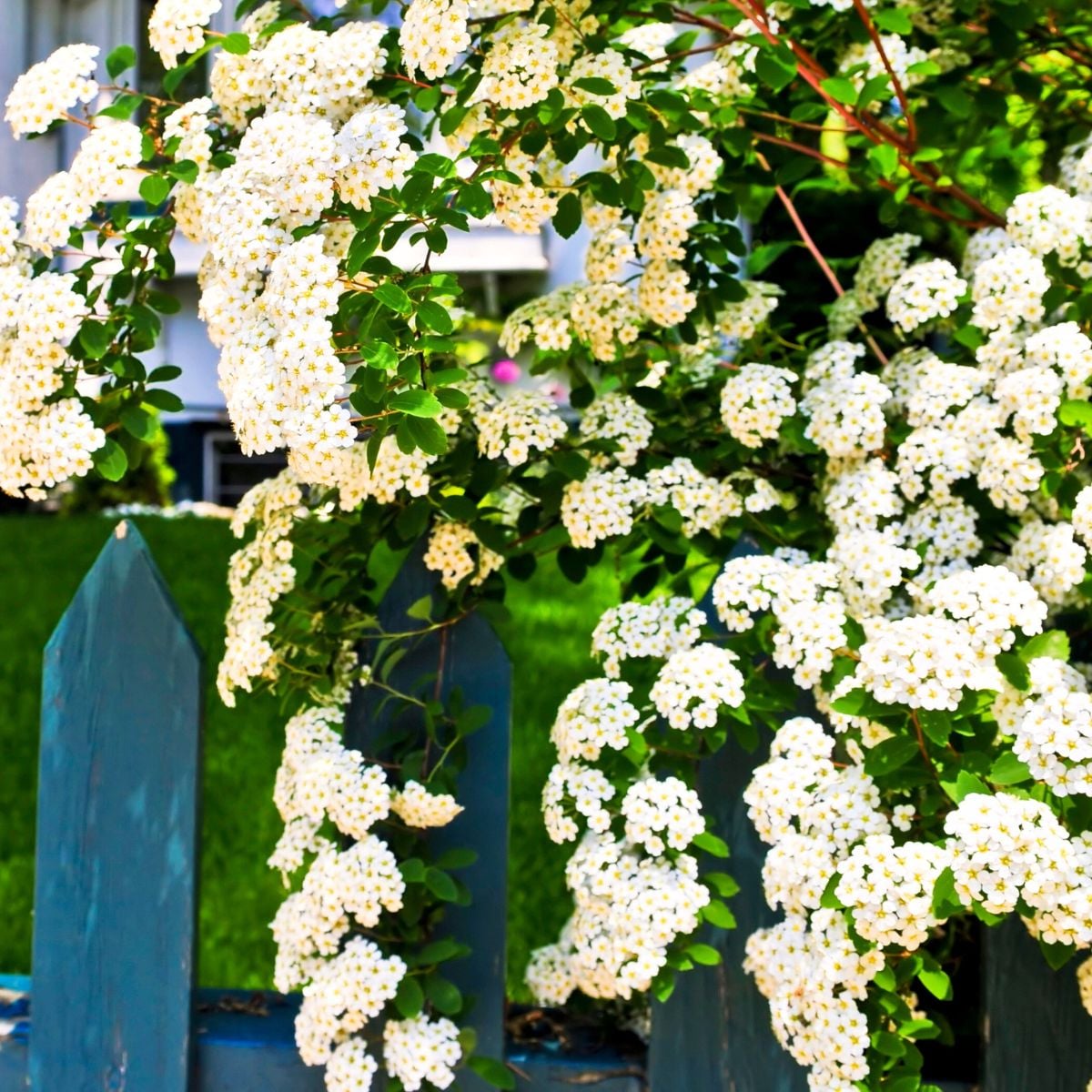 Best White Flowering Shrubs For Your Garden
