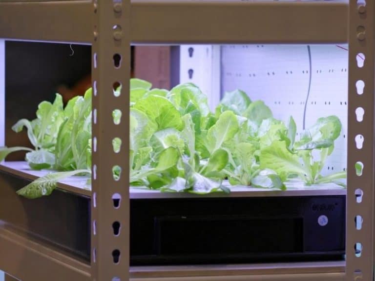 Troubleshooting Hydroponic Plant Problems