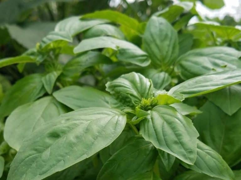 How To Grow Basil - Complete Guide To Growing And Preserving Basil