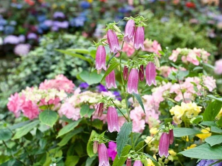 18 Stunning Bell Shaped Flowers For Dreamy Gardens