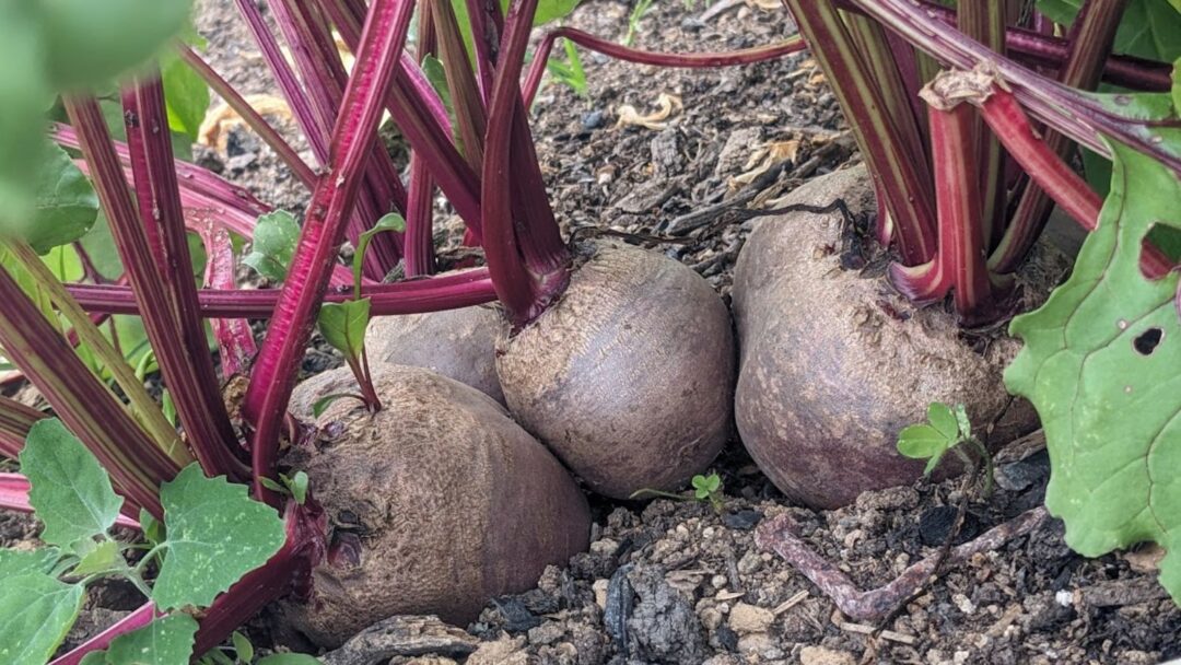 How To Grow Root Crops Successfully