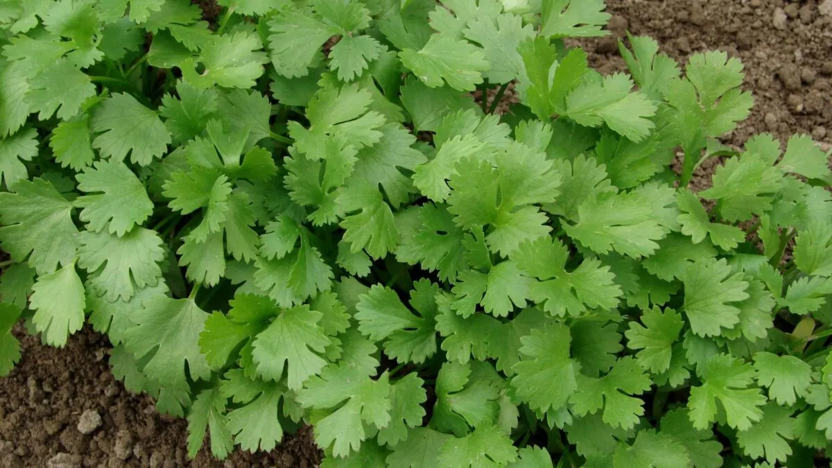 Easy DIY Patio Herb Garden - A Step-by-Step Guide