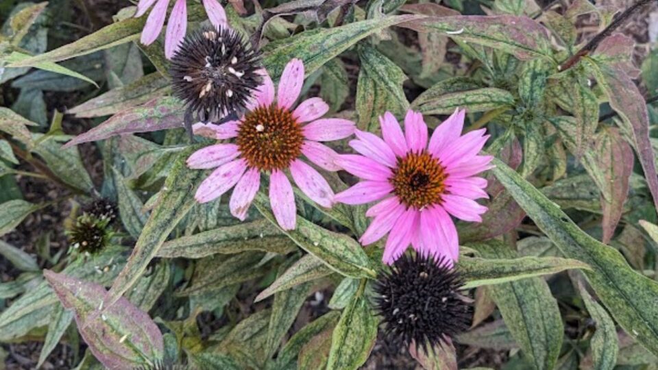 Self Seeding Plants For An Easy And Gorgeous Garden