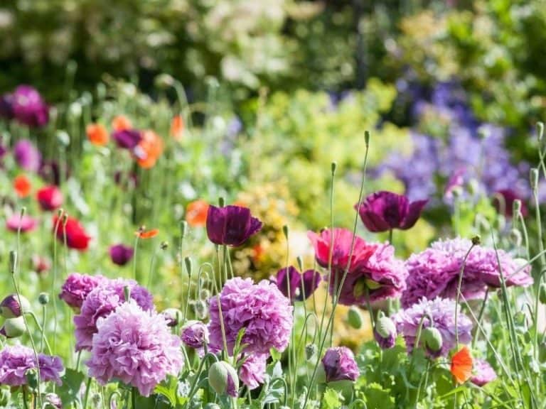 Self Seeding Plants For An Easy And Gorgeous Garden