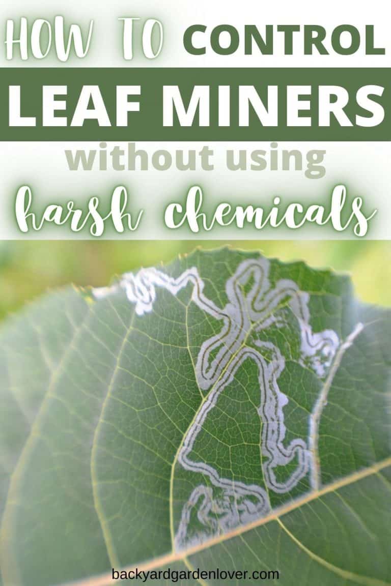 How To Control Leaf Miners Without Harsh Chemicals