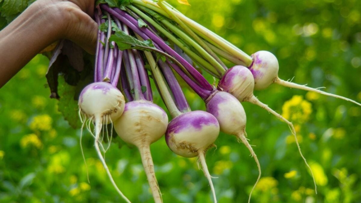 12 Vegetables To Store In A Root Cellar Over Winter
