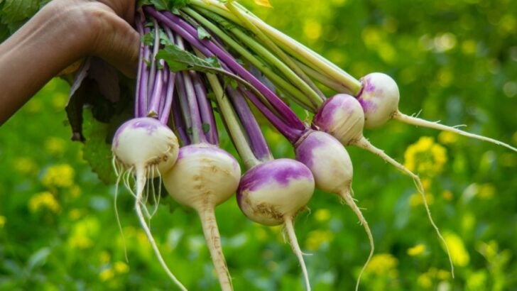 12 Vegetables To Store In A Root Cellar Over Winter