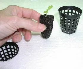 Hydroponic Lettuce Raft System - FREE Plans