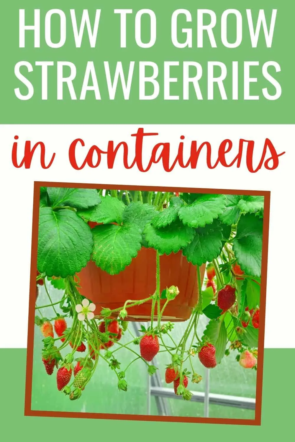 How To Grow Strawberries In Containers - Tips For Bountiful Berries