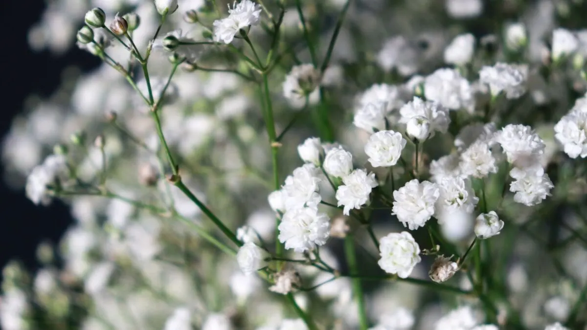 18 Beautiful Flowers That Start With B