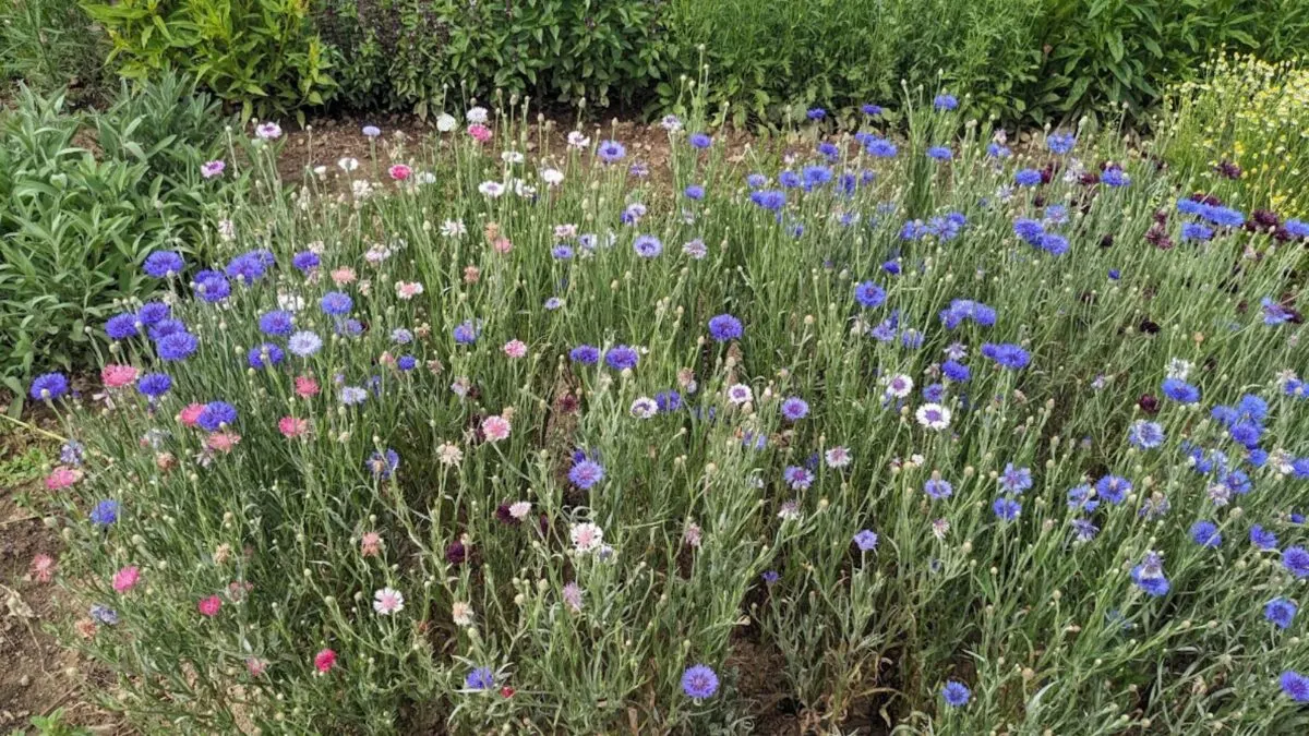 18 Beautiful Flowers That Start With B