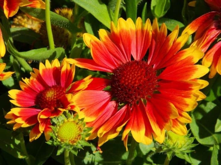 18 Beautiful Flowers That Start With B {Pictures}