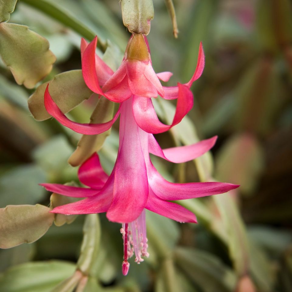 Proper Christmas Cactus Care For Festive Holiday Flowers