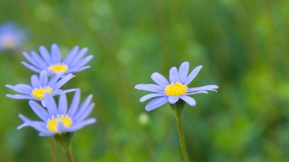 18 Beautiful Flowers That Start With B